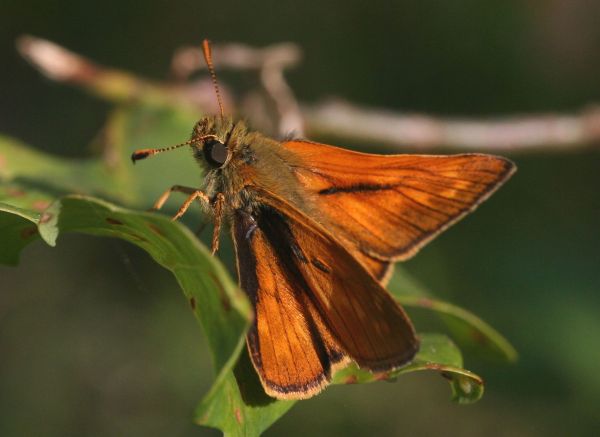 Tuffeltoons Blog: Gamma-uil meest gespotte vlinder in Overijsselse tuinen