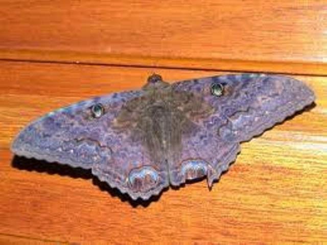 Respetar la mariposa negra o "ratón viejo", pide Secretaría Ambientalista