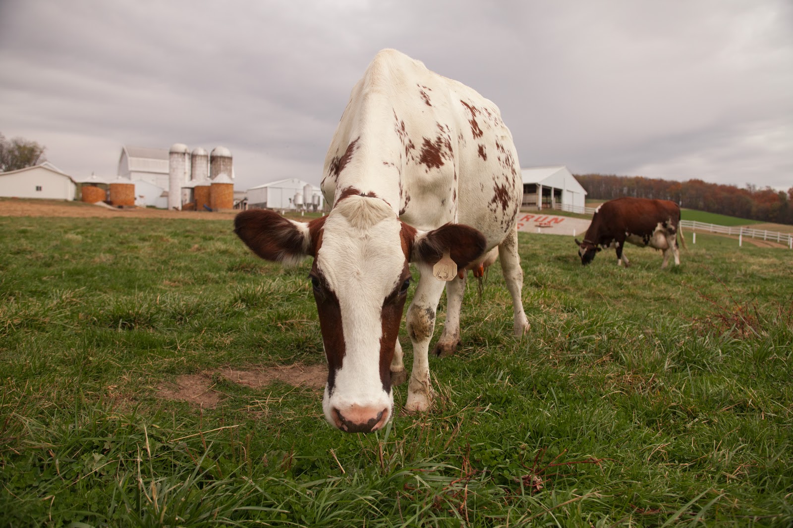 Life of a Dairy Princess: Spring-Run Farms: A Photo Journey