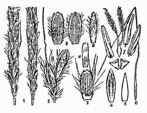 Flora de Puerto Rico Ilustrada Papo Vives: POACEAE DICANTHIUM ANNULATUM ...