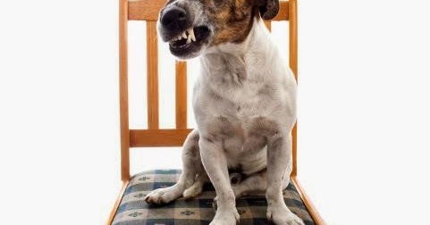 El gruñido del perro y su significado, lenguaje canino - CanClub Algeciras