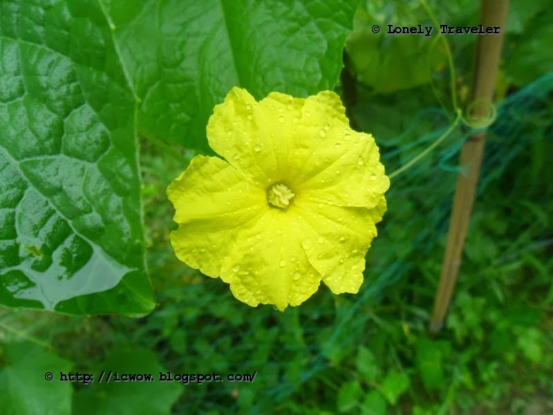 Jhinga Ful(ঝিঙে ফুল) - Luffa acutangula