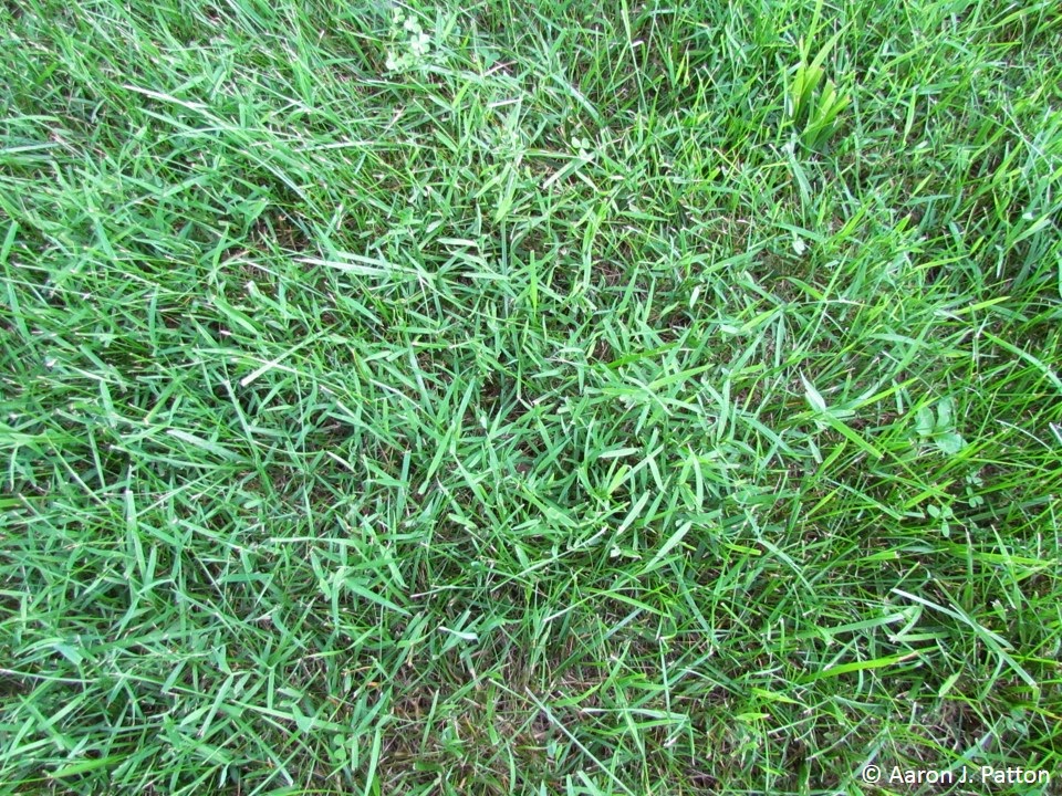 Purdue Turf Tips: Weed of the month for September 2013 is Nimblewill