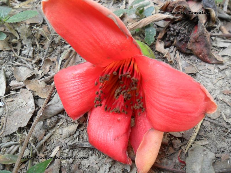 Shimul Ful(শিমুল ফুল) - Bombax ceiba