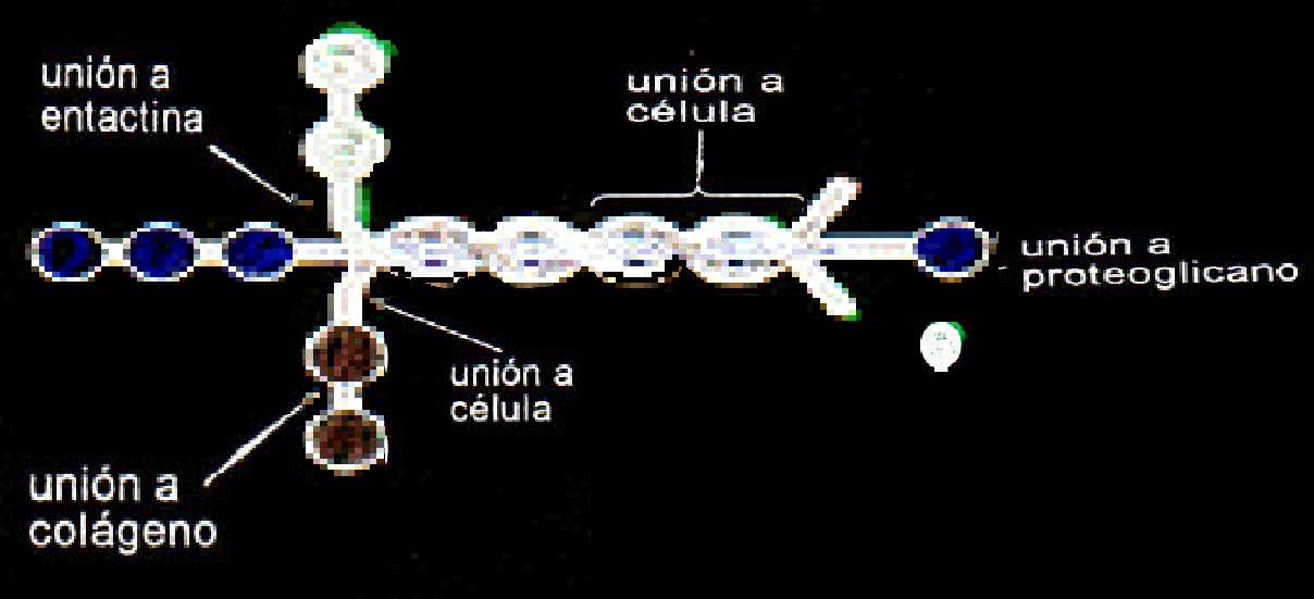 CONSTANZA - IBY ROJAS - ECA Estudio y Centro de Aprendizaje: ¿CUÁLES ...