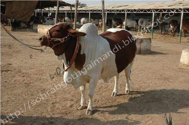 Sohrab Goth Gai Mandi Photos Gallery: Shah Cattle Farm 2007