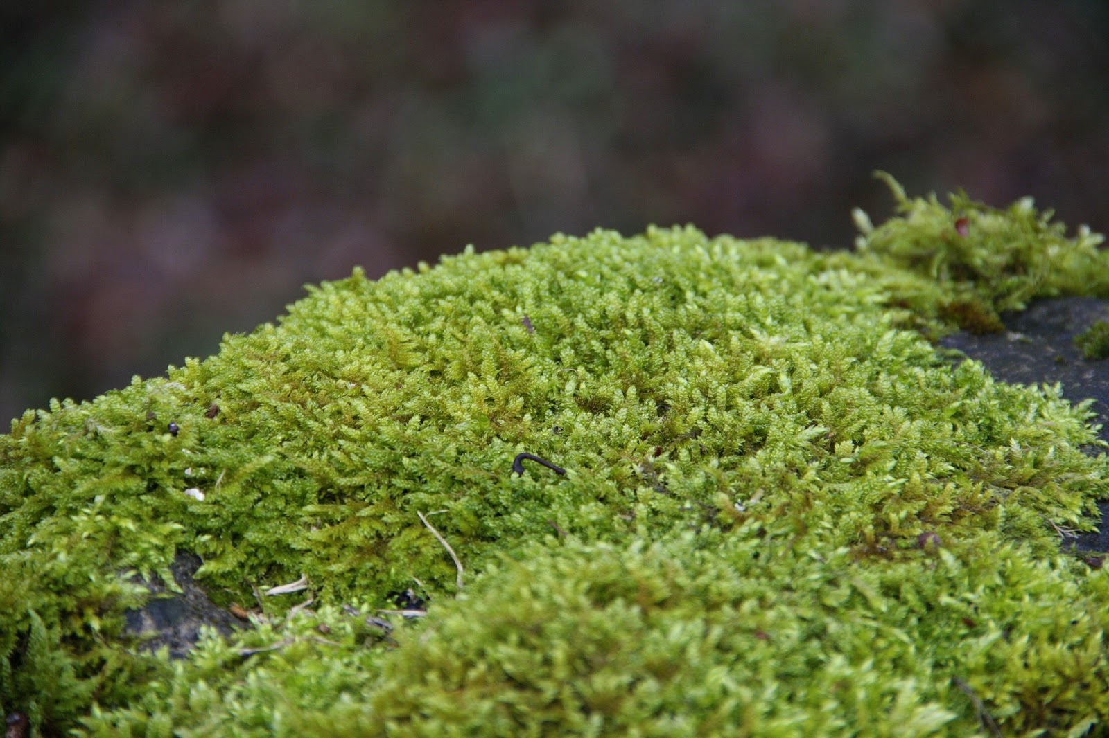 Unterfrankes Welt: Moos auf der Mauer