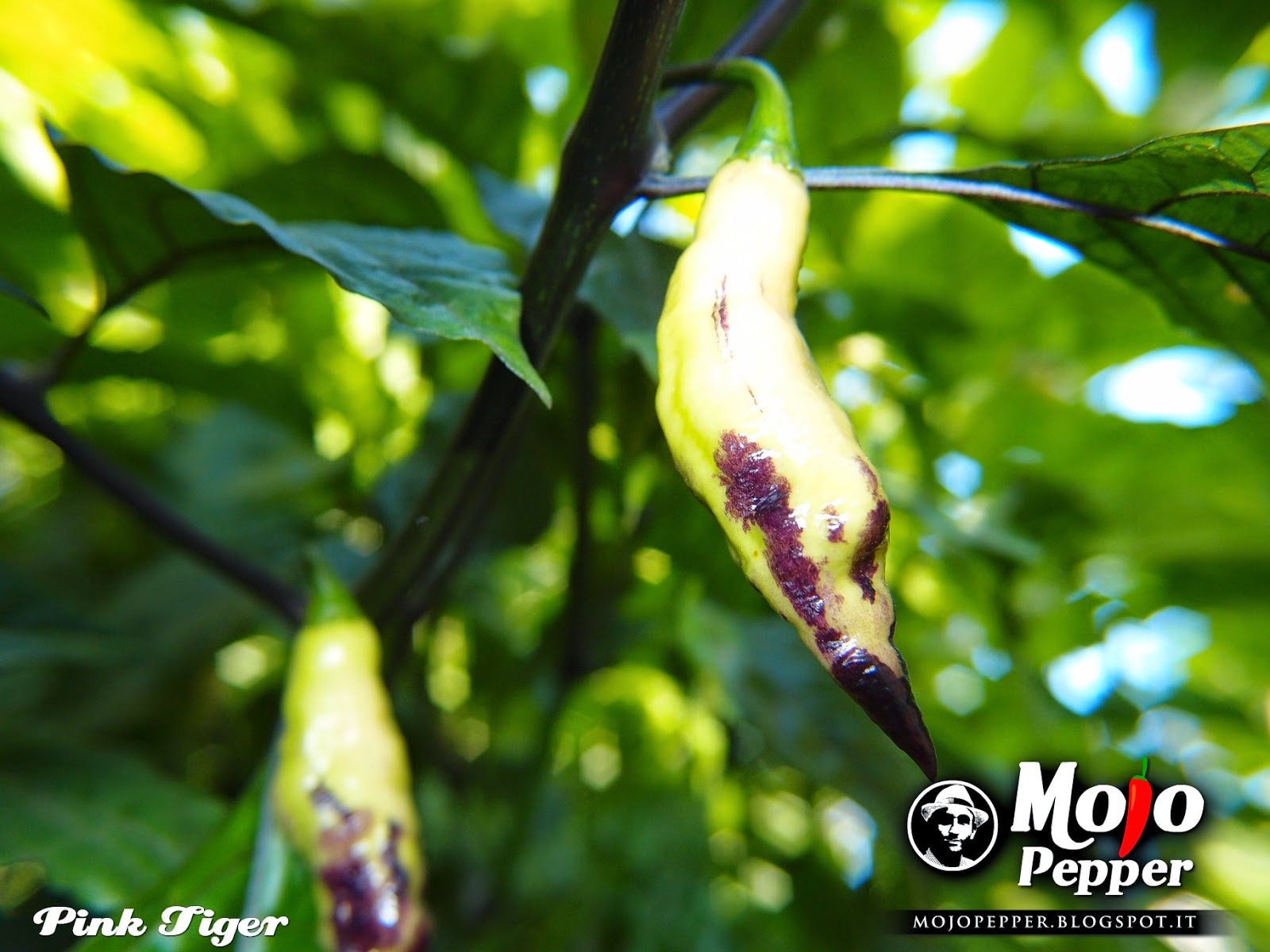 The Mojo Pepper - Just a Chili Pepper grower: Pink Tiger, BBG7 MAMP ...