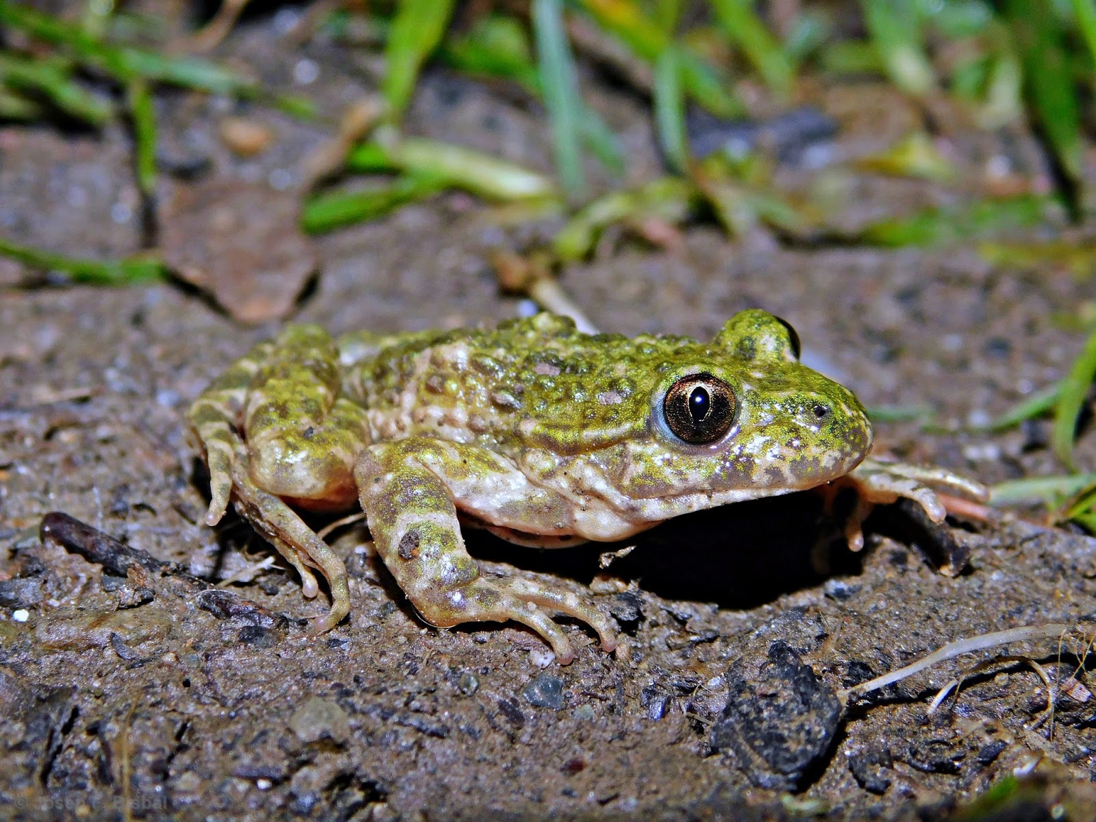 (Paleo-)Herpetología: Pelodytes punctatus - Sapillo moteado septentrional