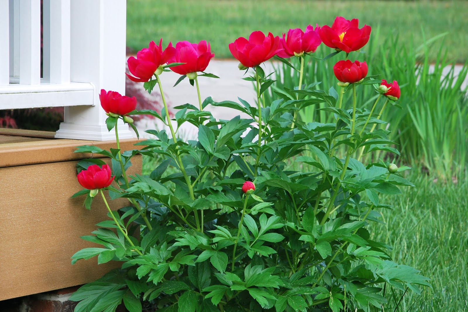 Southern Peony: 2018 Top 5 Spots to Plant a Peony