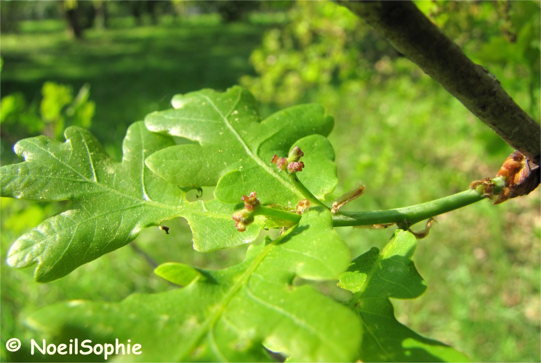 Le n'oeil de Sophie: Fleurs de chêne