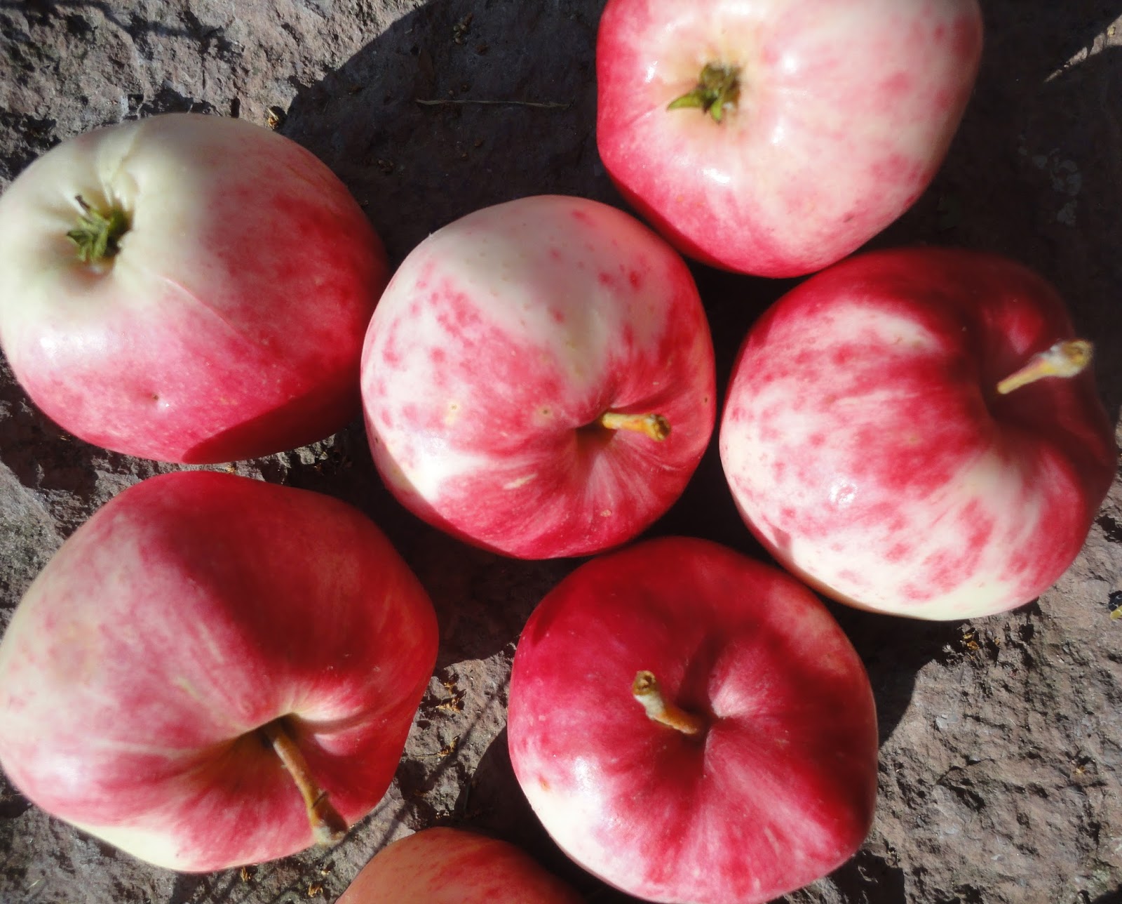 Svenska äpplen: En gåta löst