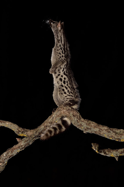 PHOTONATURE: Jineta (Genetta genetta)