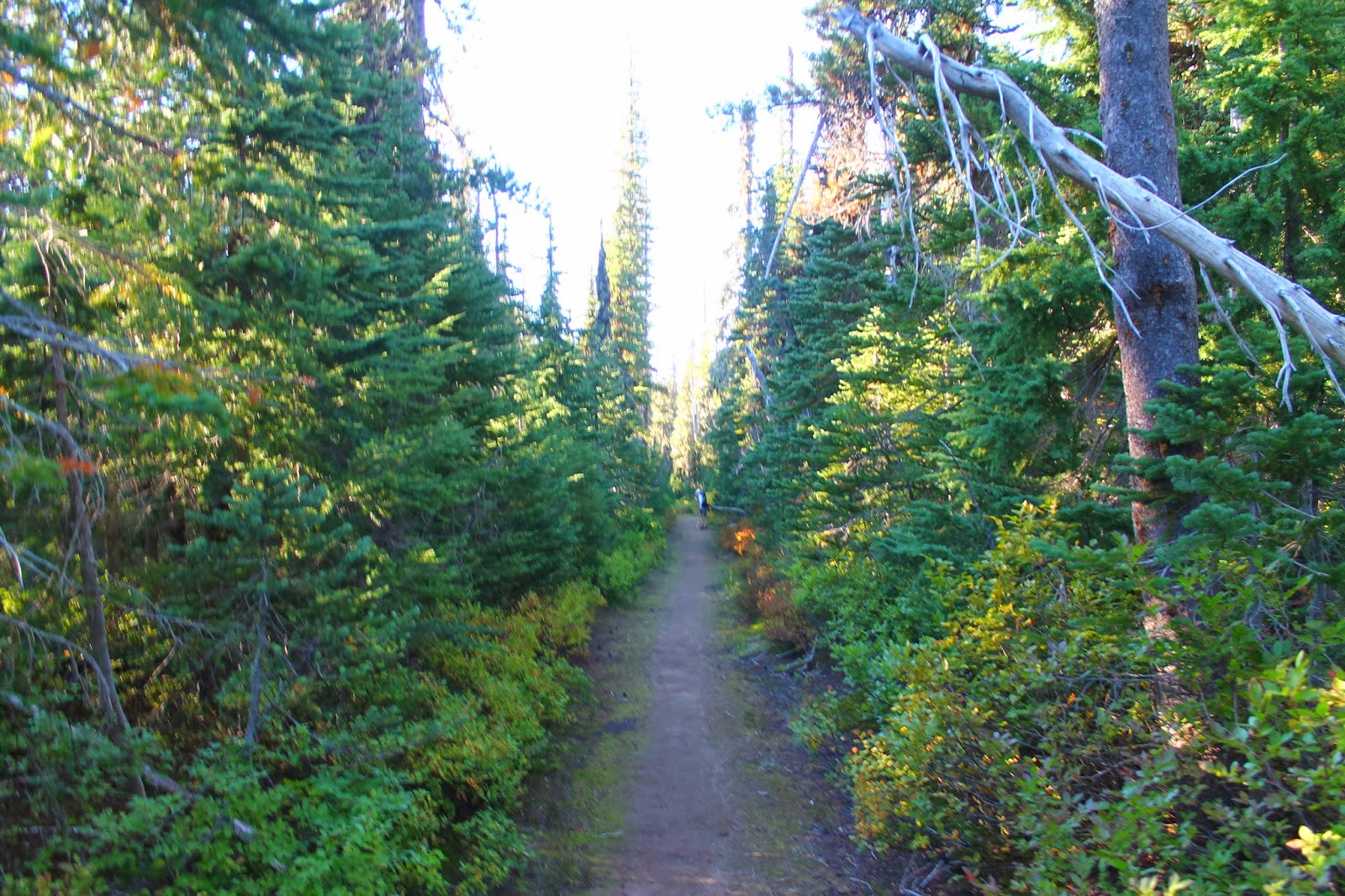 IN THESE WOODS: DAY 145: INDIAN HEAVEN WILDERNESS