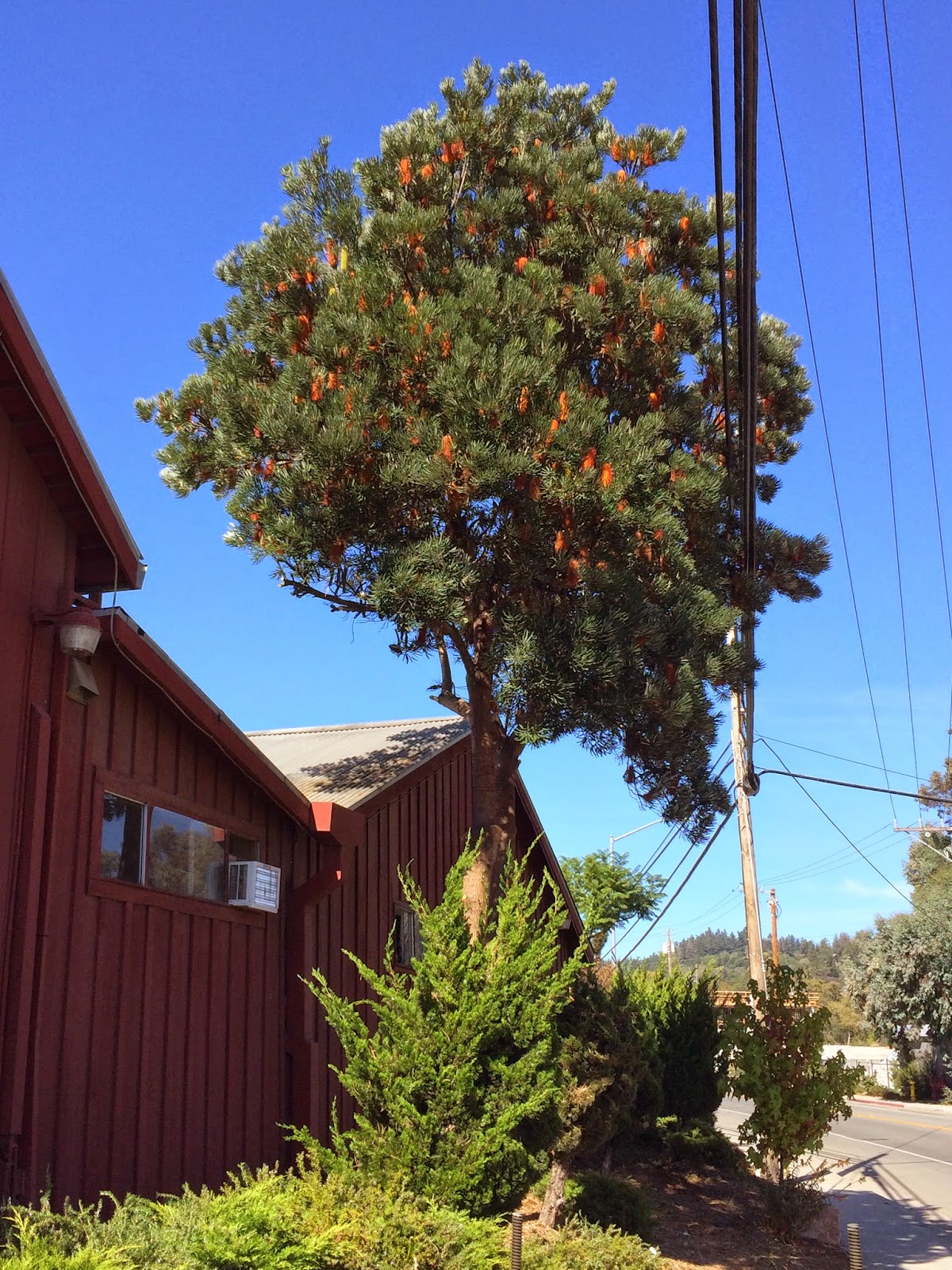 Trees of Santa Cruz County: Banksia seminuda - River Banksia