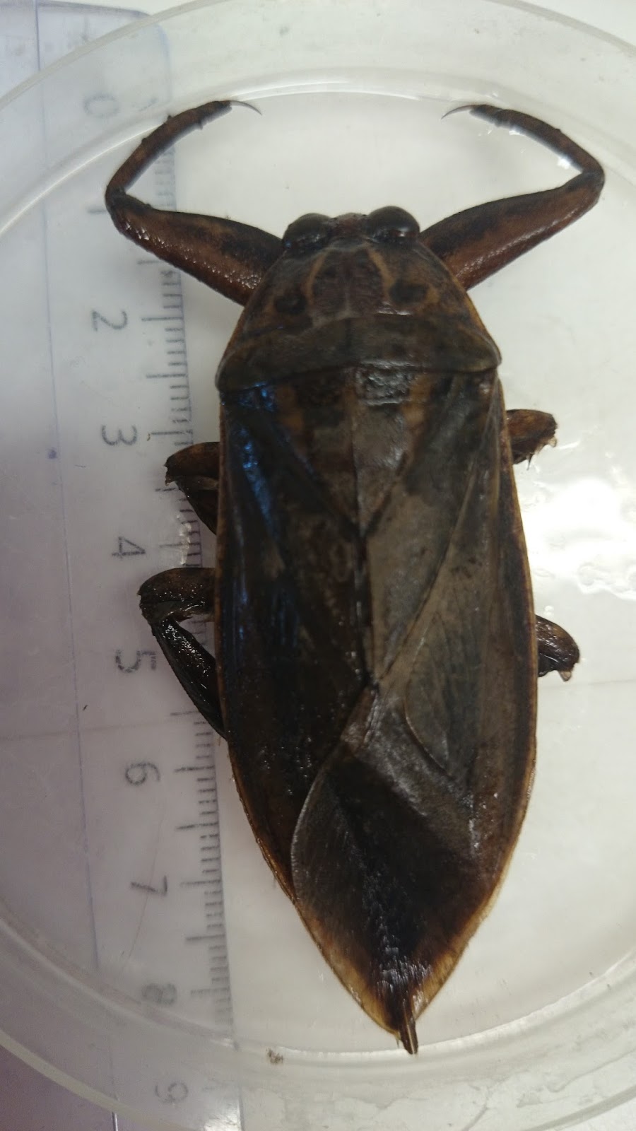 Athens Nature Journal: Anyone seen a giant water bug in Greece?