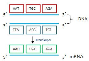 Pengertian RNA dan Komponen Penyusun RNA - Materi Pendidikan Dasar, SMP ...