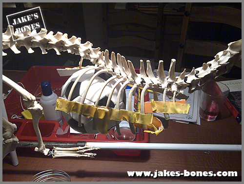 How to rearticulate a fox skeleton: part two : Jake's Bones