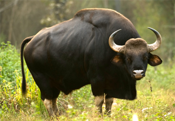 Gaur, Lembu Raksasa dari Selatan Asia | Republik Eusosialis Tawon