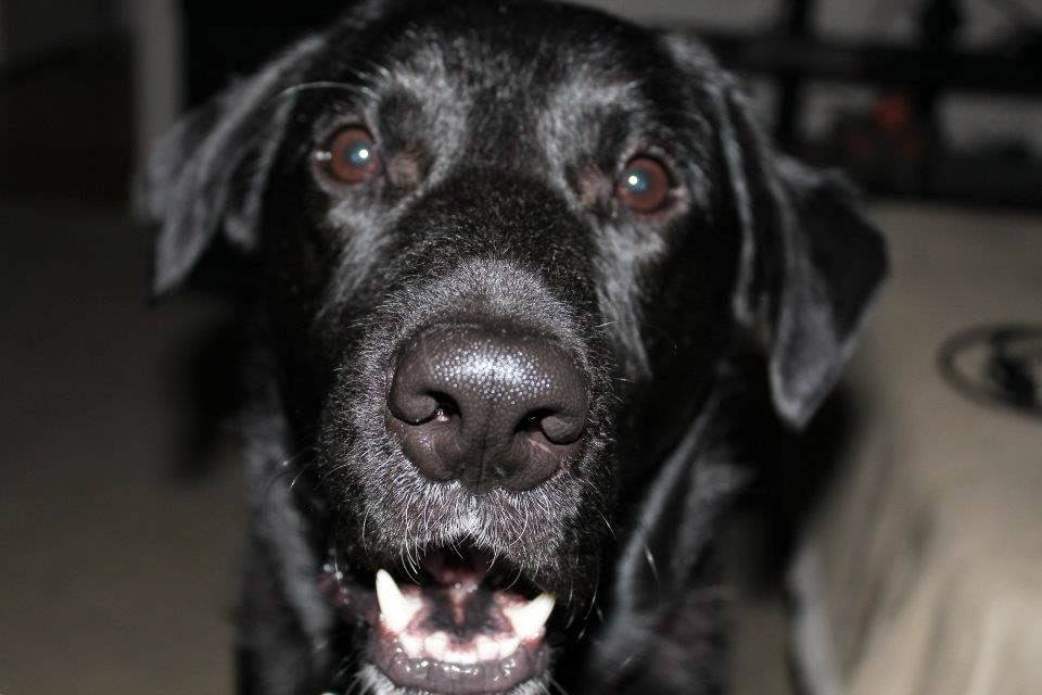 Cooper Cookies a.k.a Peanut Butter-Bacon Dog Treats