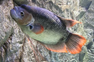 Jenis dan Macam Ikan Gurame | ANALISA BUDIDAYA