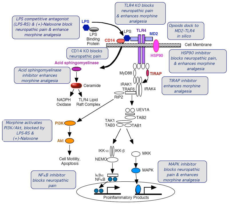 Sides of sentience: Effects of TLR4 and other immune system molecules ...