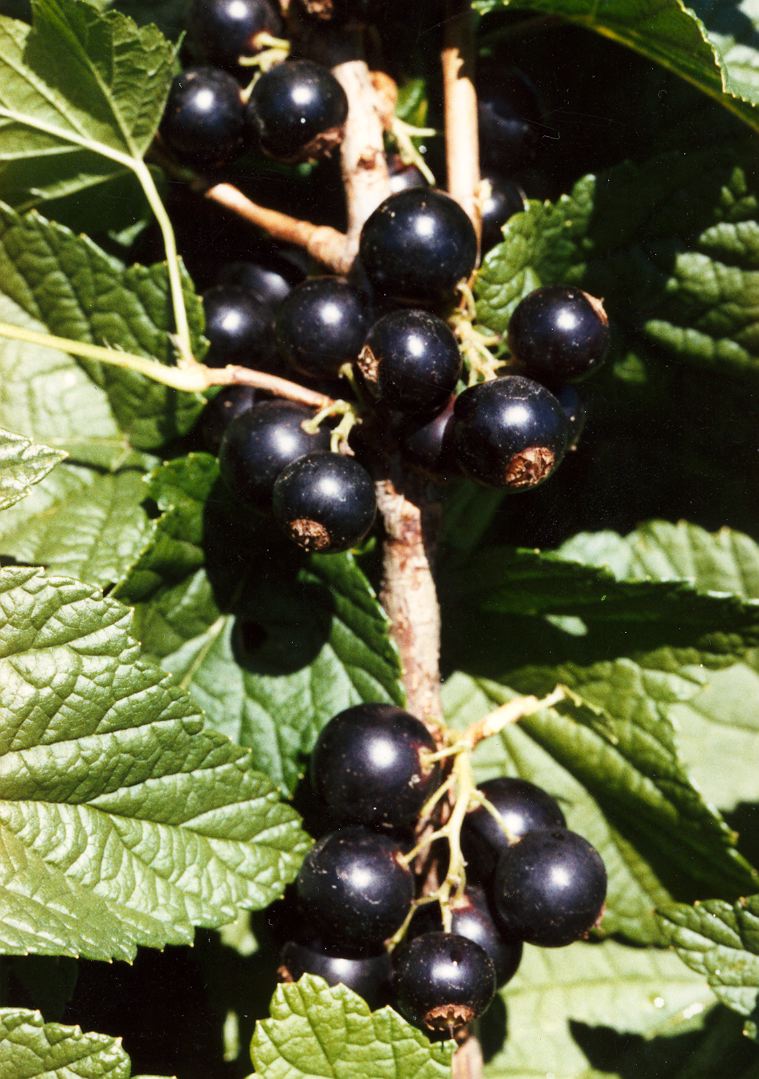 HEALTHY LIFE STYLE: What About Black Currants
