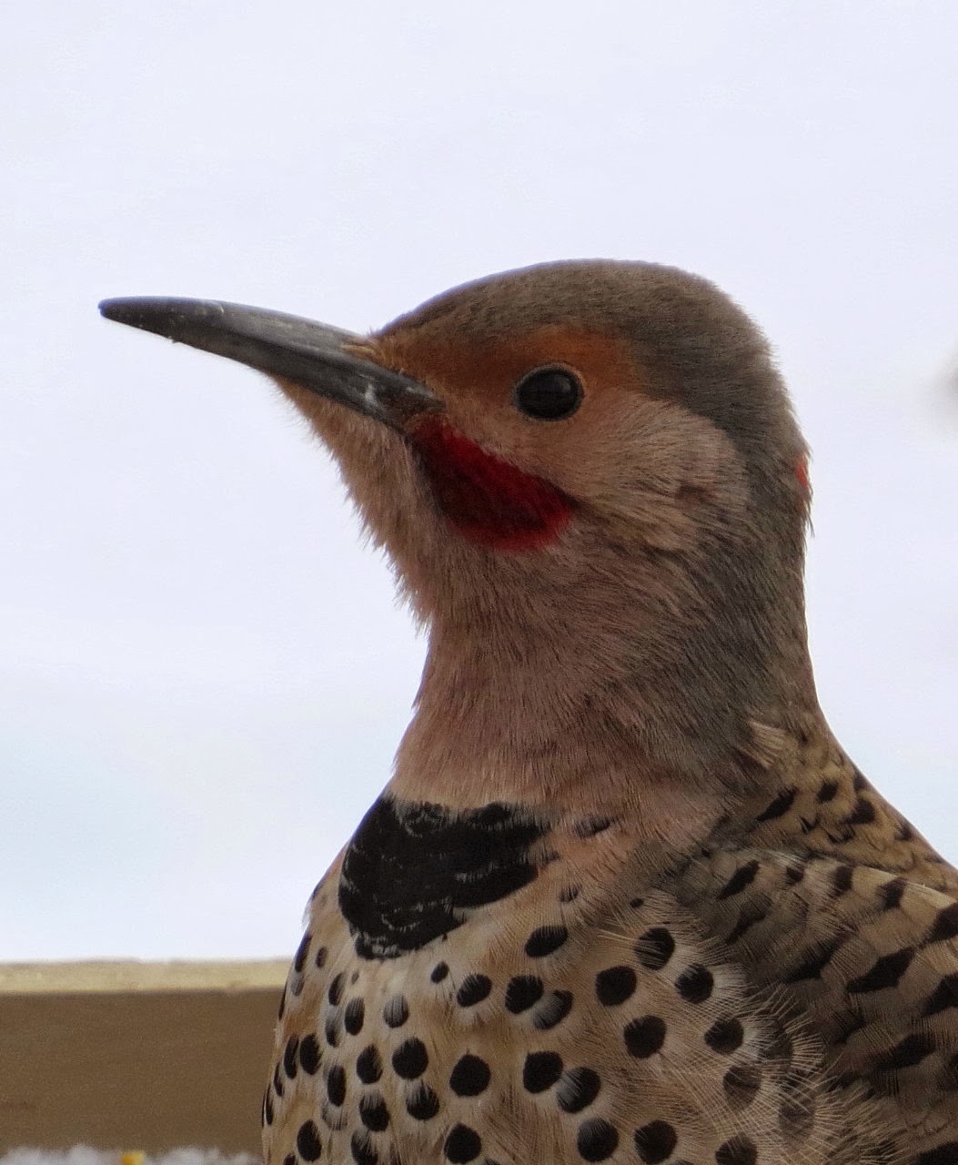 Still Life With Birder: Intergrade Northern Flicker