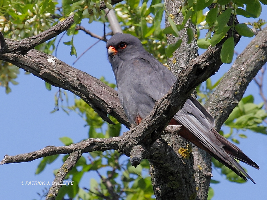 Raw Birds: RED FOOTED FALCON (Male) (Falco vespertinus) Hortobágy ...