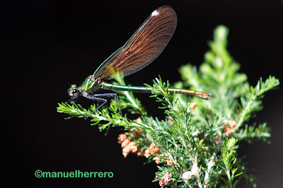 amolapedriza: Insectos