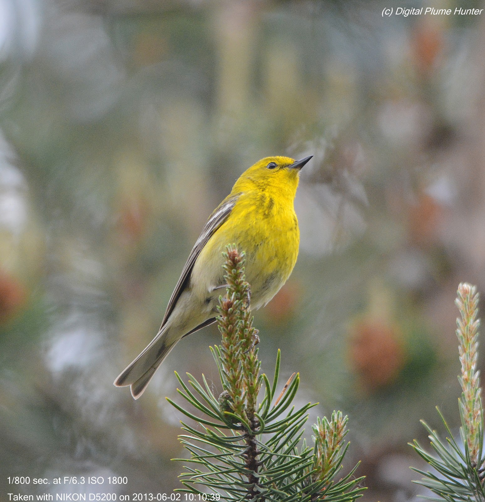 Hunting Digital Plumes in the US and Beyond: Indigo Bunting, Blue ...