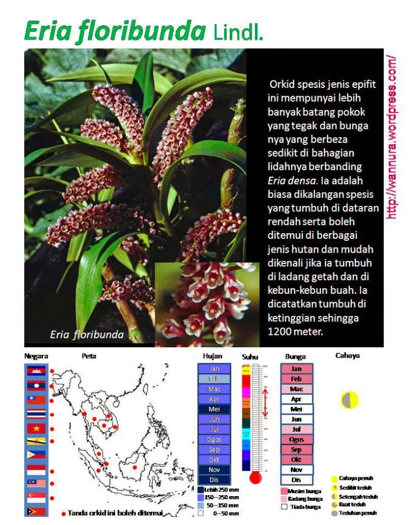 Majukan Diri dengan Bizz: Jenis Jenis orkid liar hutan