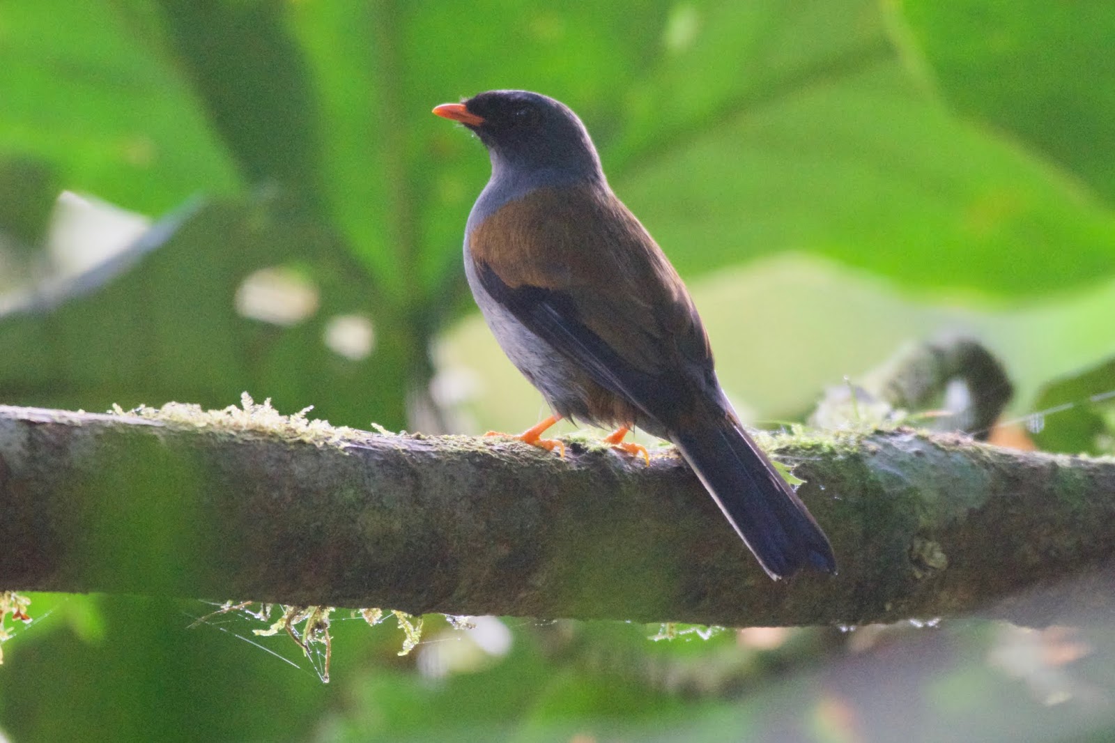 Jan Axel's Blog: Chucanti: Birds and Experiences!