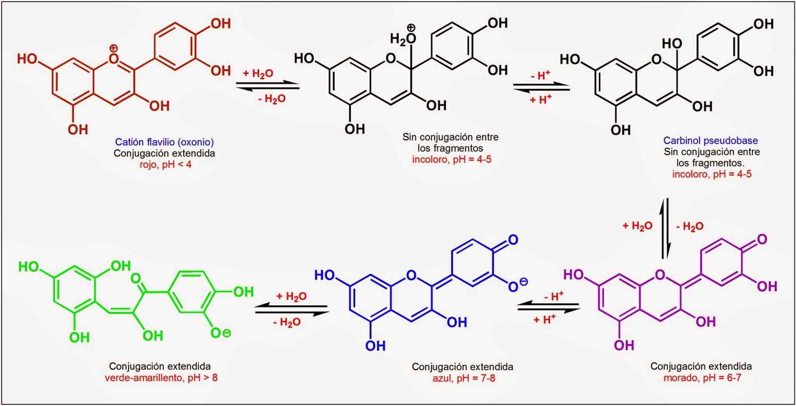 UBUScientia: Antocianinas, los otros pigmentos del reino vegetal