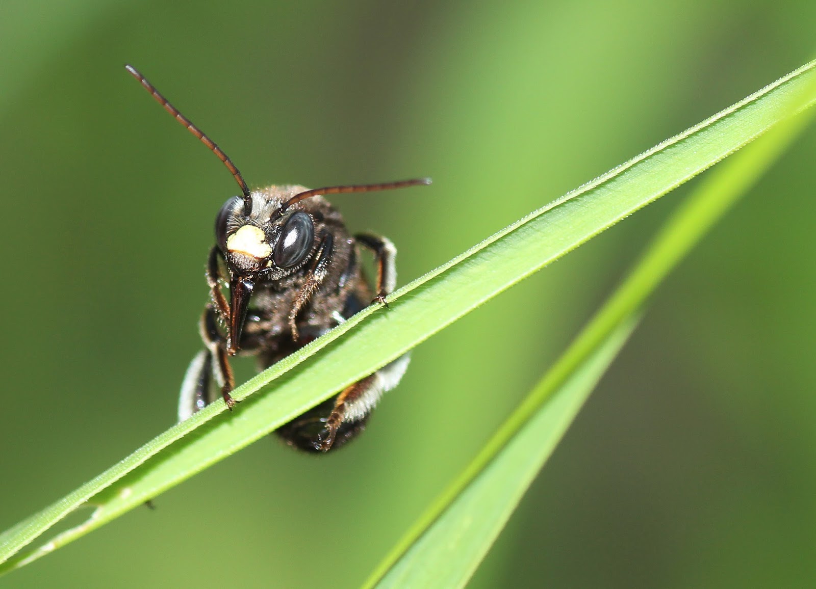 MObugs: Two-Spotted Longhorn Bee