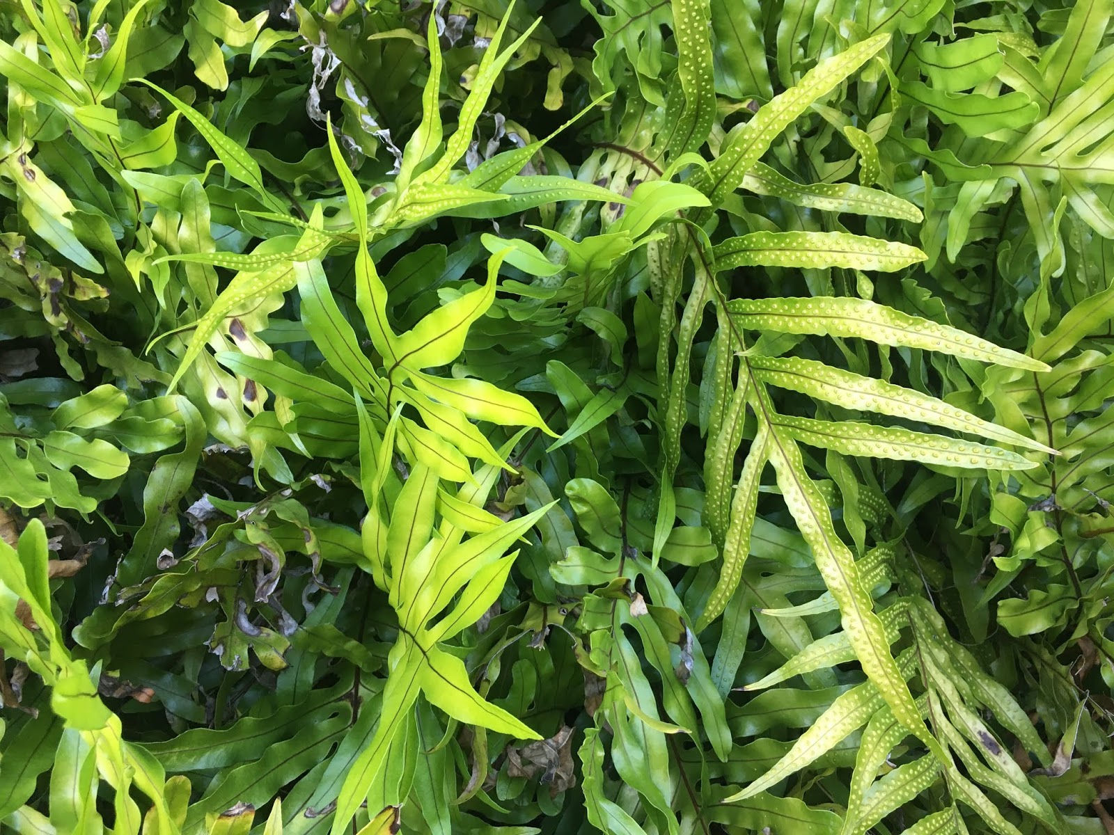 Microsorum scolopendria (Laua'e)