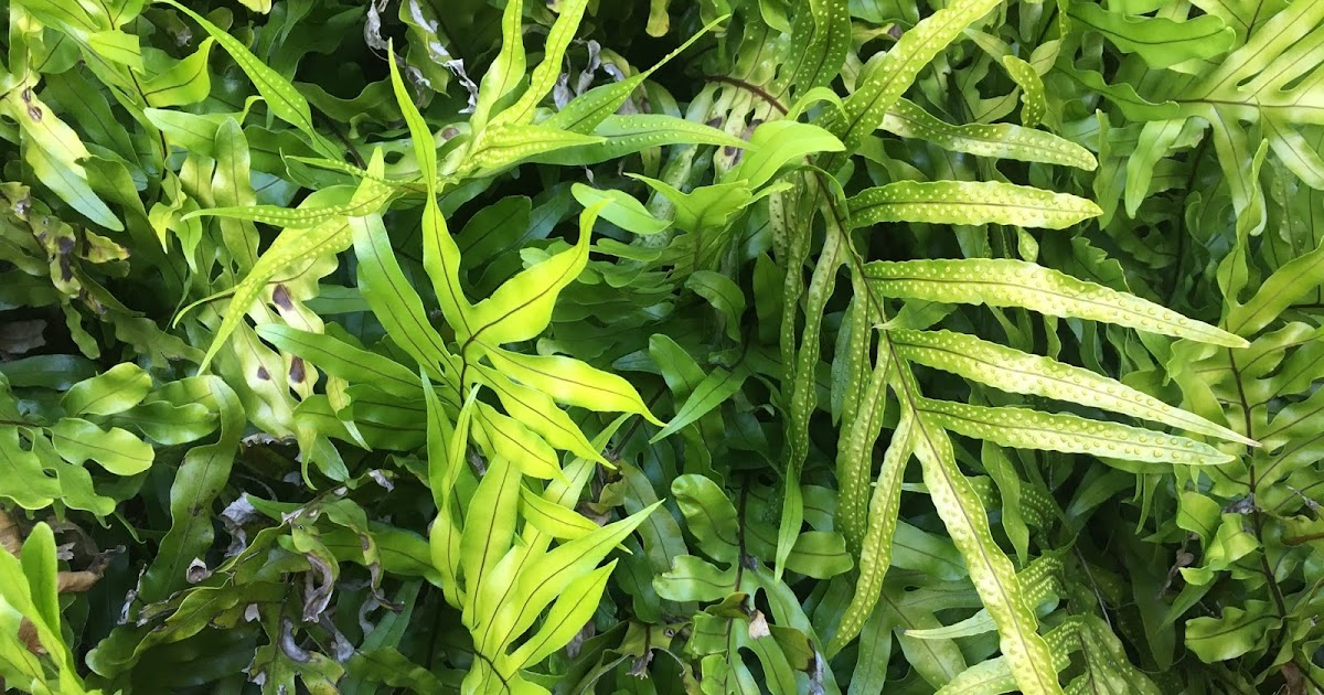 Microsorum scolopendria (Laua'e)