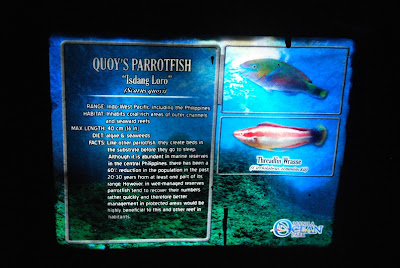 Fishes Fin: Quoys Parrotfish