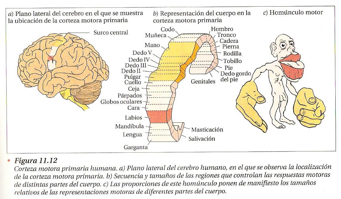 BIOMECANICA: EL MOVIMIENTO DE LOS SERES HUMANOS