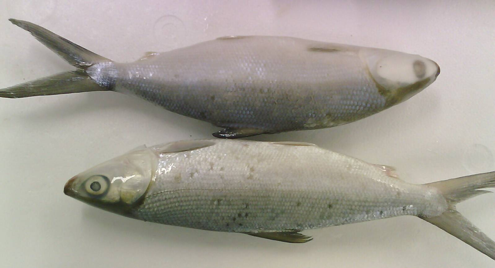 Frozen Milkfish, Buy Frozen Milkfish, Frozen Milkfish Importer ...