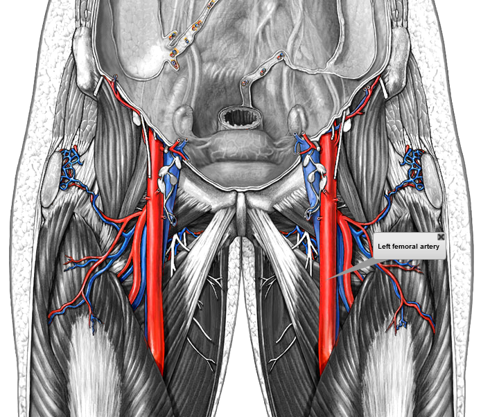 Arteria Femoralis Anatomie Verlauf Femoralispuls Kenhub