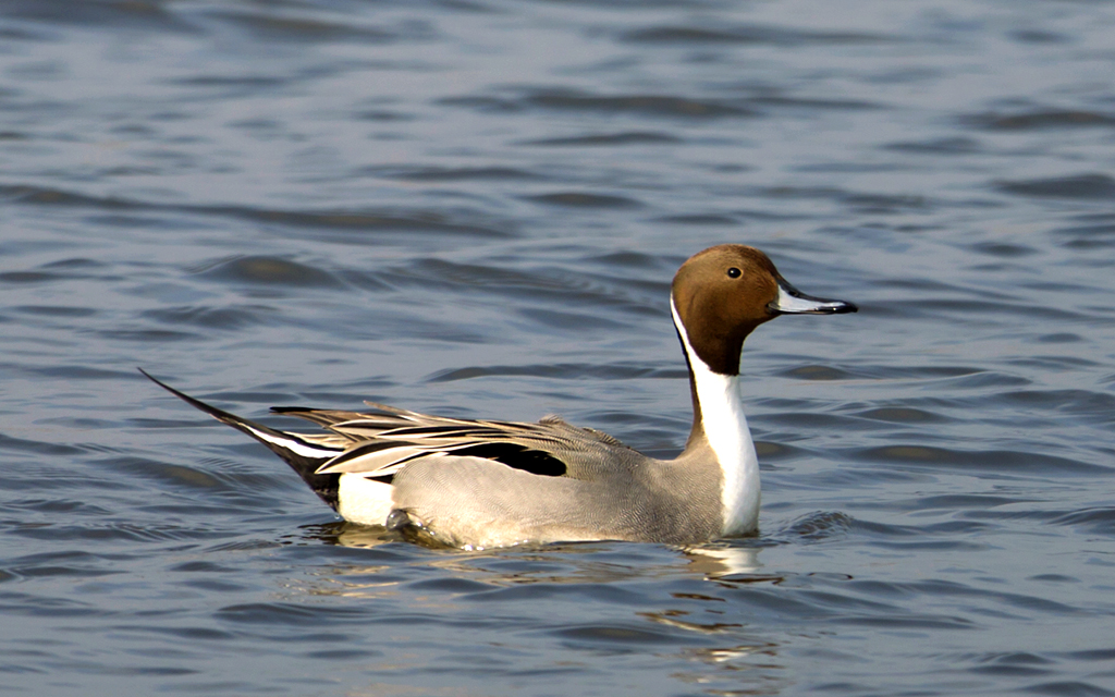 Vogels spotten - vogelsoorten register: Pijlstaart