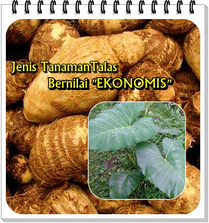 Jenis Tanaman Talas Bernilai Ekonomis Tinggi. | SeputarPertanian.Com