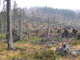 CAMINANDO POR EL BOSQUE: LA CONTAMINACION DE AIRE, MATA LOS BOSQUES