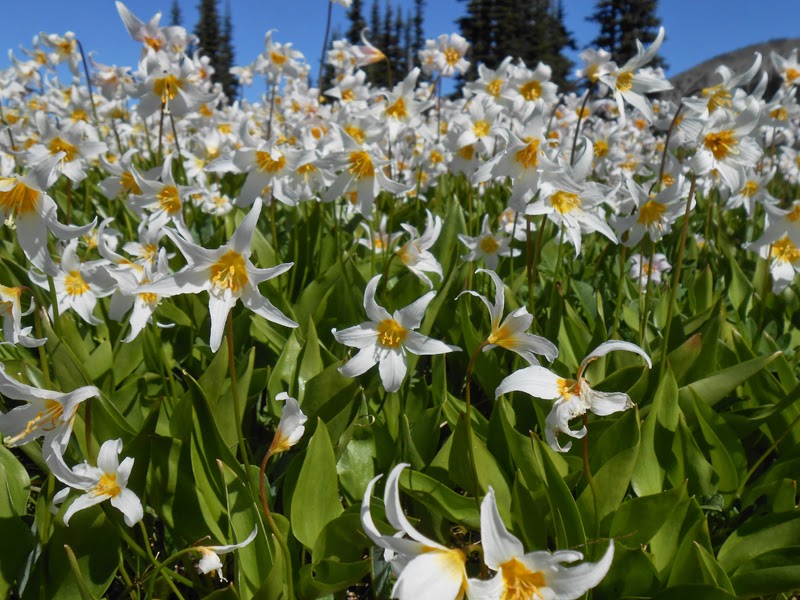 Val-Di-Ree: Obstruction Point to Dosewallips River, July 23-26, 2013