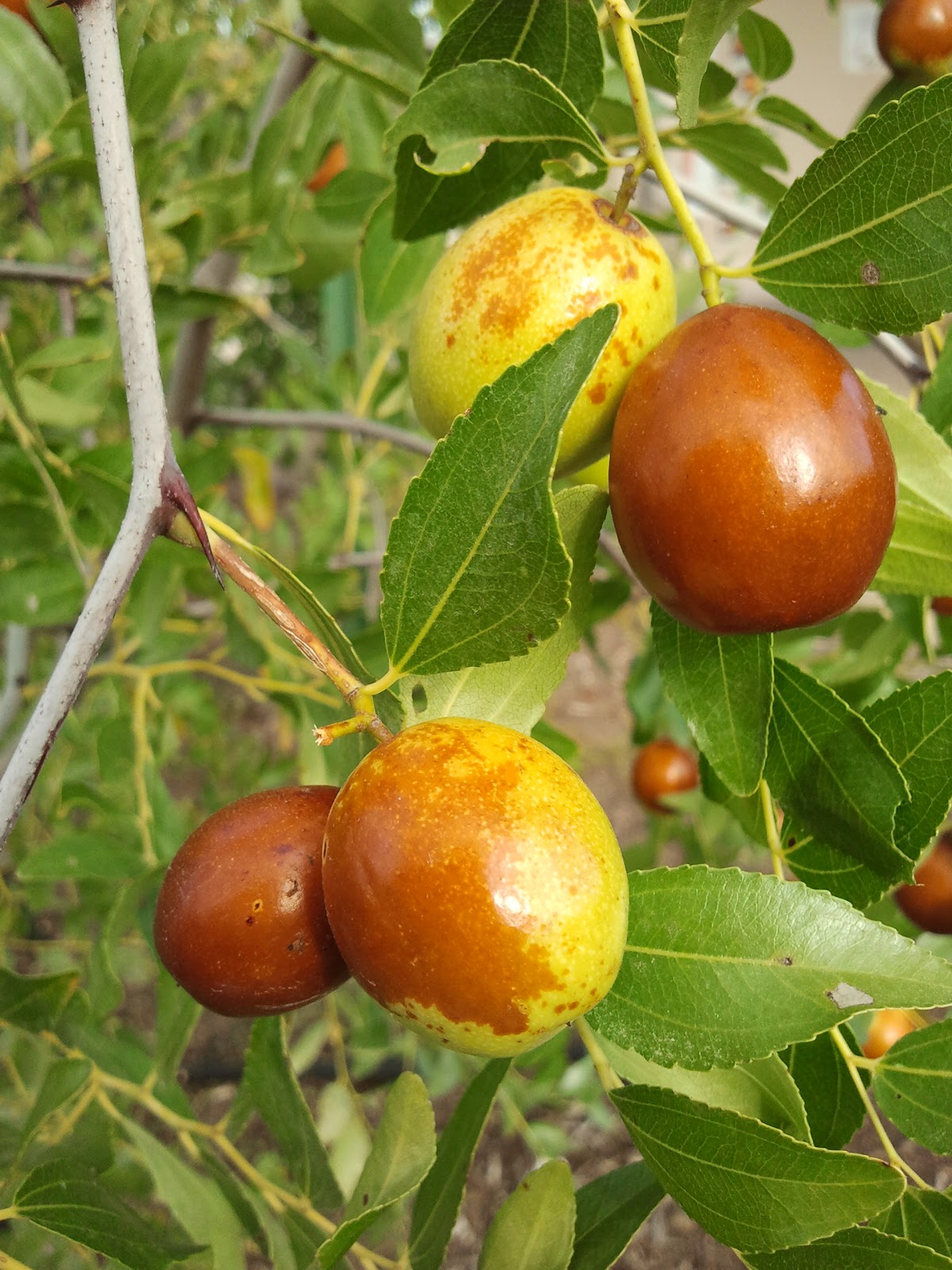 Powell Gardens' Blog: Unfamiliar Flowers and Fruit of Fall