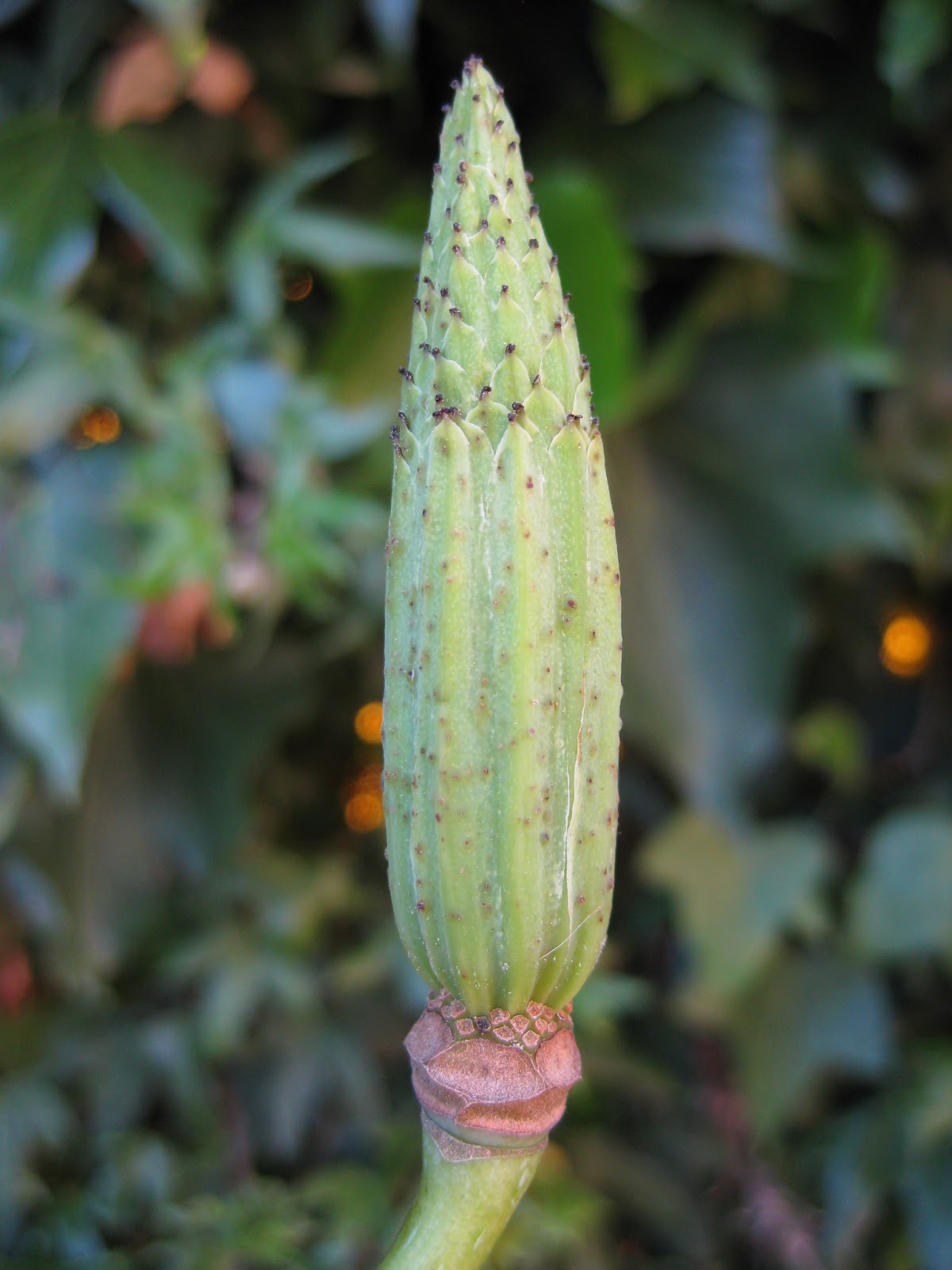 Trees of Santa Cruz County: Liriodendron tulipifera - Tulip Tree