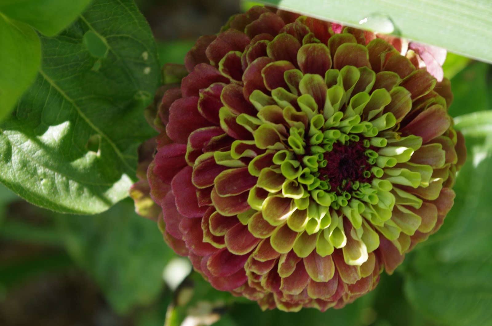 City Gardener czyli miejski Ogrodnik w akcji.: Cynia wytworna (Zinnia ...