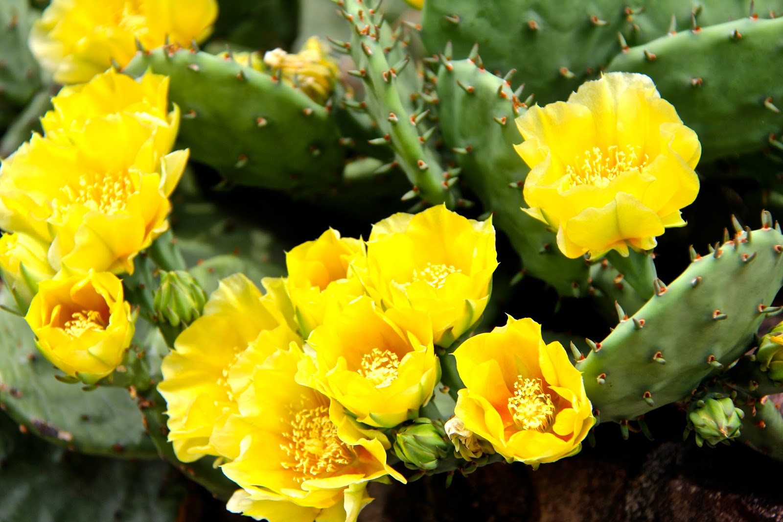 Tropical Gardening in New York City!: Eastern Prickly Pears - Our only ...