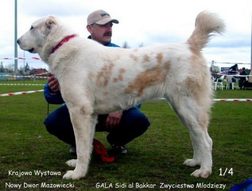 Turkmen Alabai Dogs: Alabai breeders and kennels